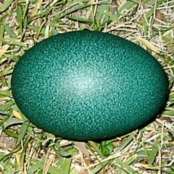 Emu Egg - Etsy