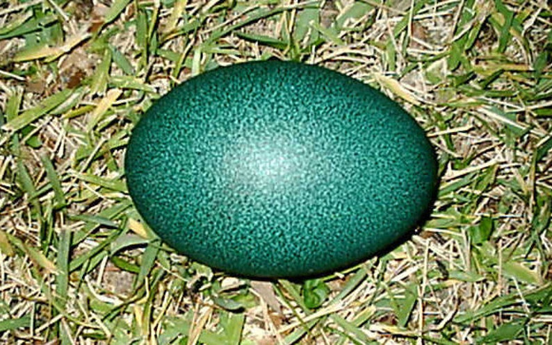 Beautiful Green Emu Eggs Blown Out and Cleaned - Etsy
