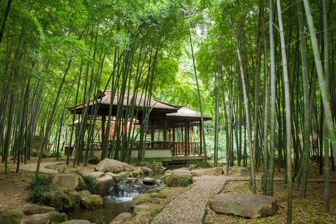 Bosque de bambú bambú de China casa en bosque de bambú | Etsy