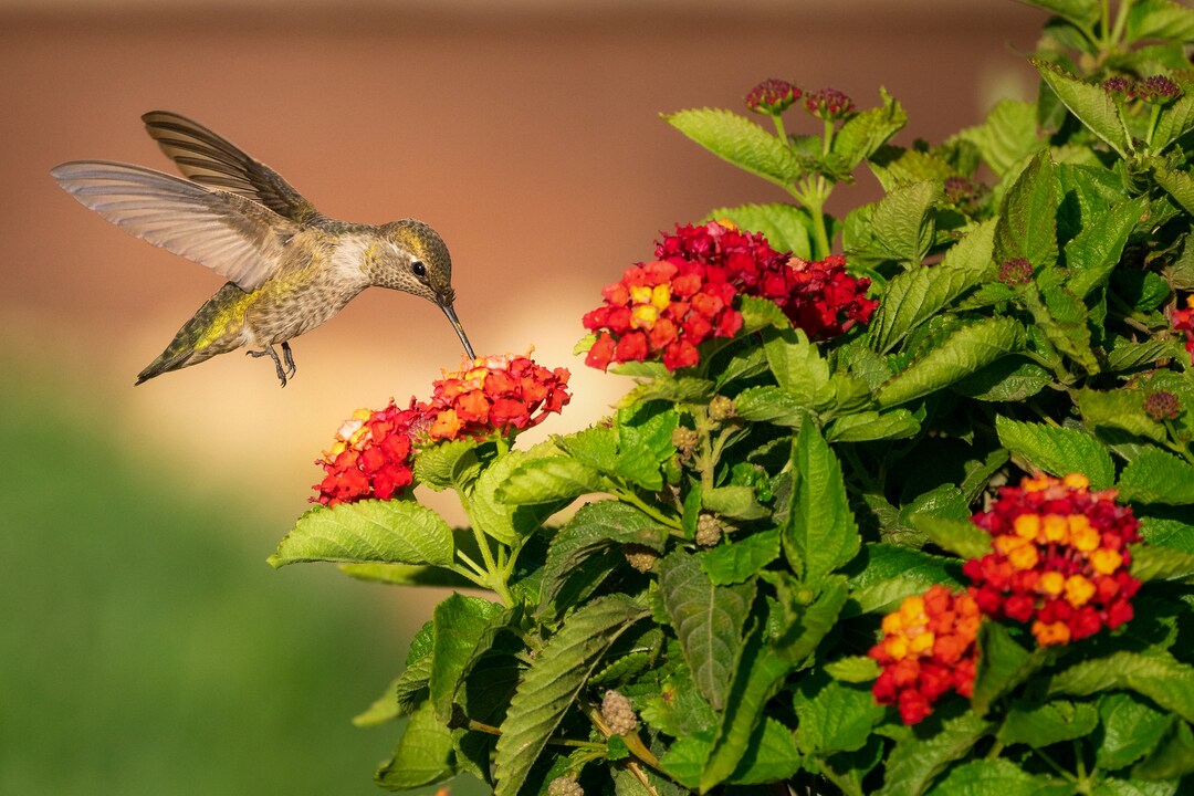 Hummingbird Wall Decor, Hummingbird Home Decor, Bird Art Print, Bird ...