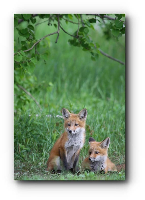 Fox Print / Picture / Fox Photograph / Red Fox / Red Fox Photo | Etsy
