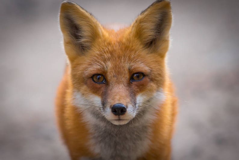 Fox Print / Picture / Fox Photograph / Red Fox / Fox Photo / - Etsy