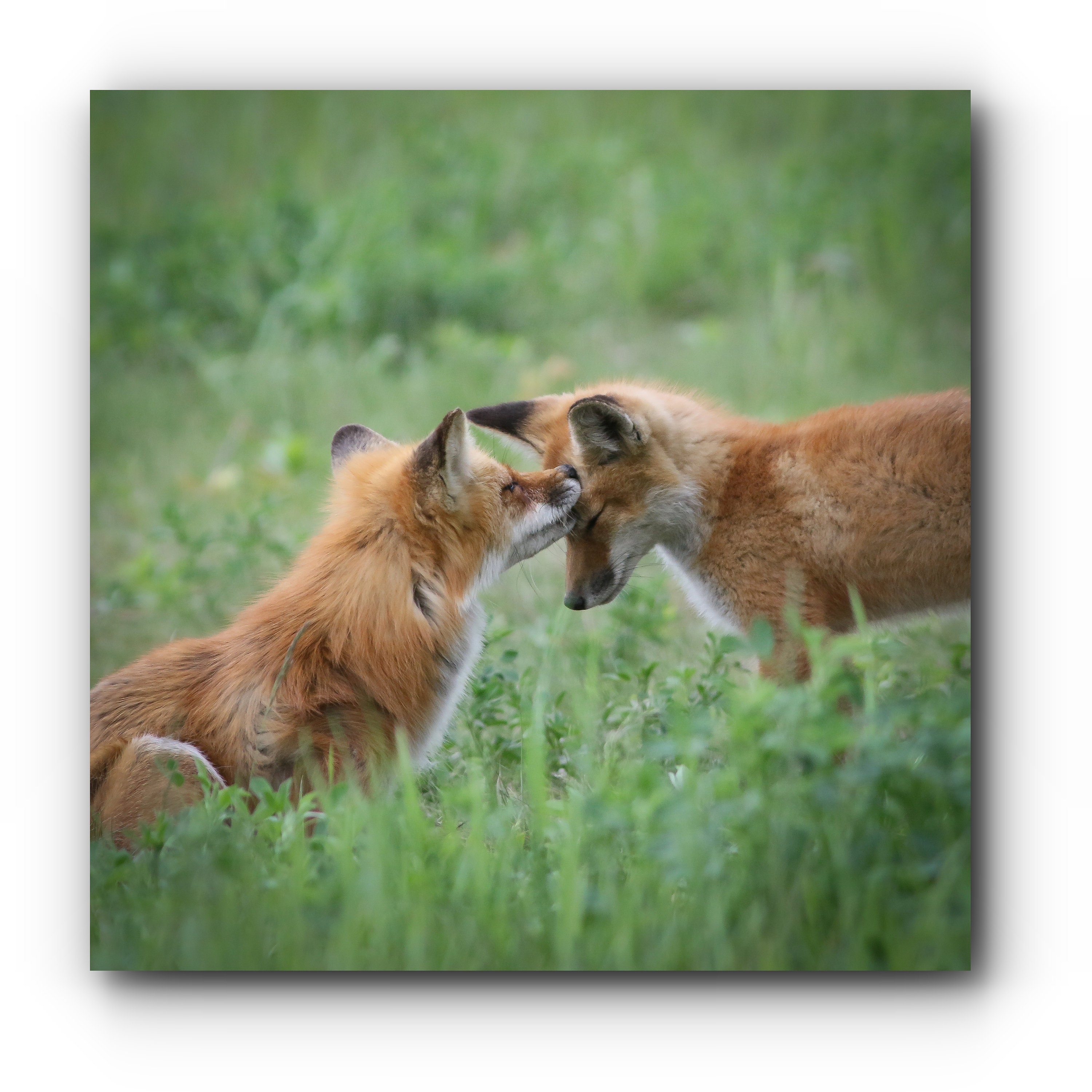 Fox Print / Picture / Fox Photograph / Red Fox / Fox Photo / FREE ...