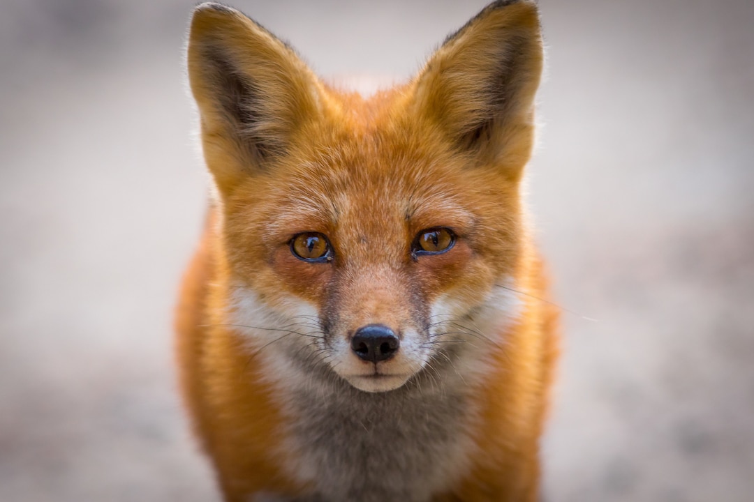 Fox Print / Picture / Fox Photograph / Red Fox / Fox Photo / FREE ...