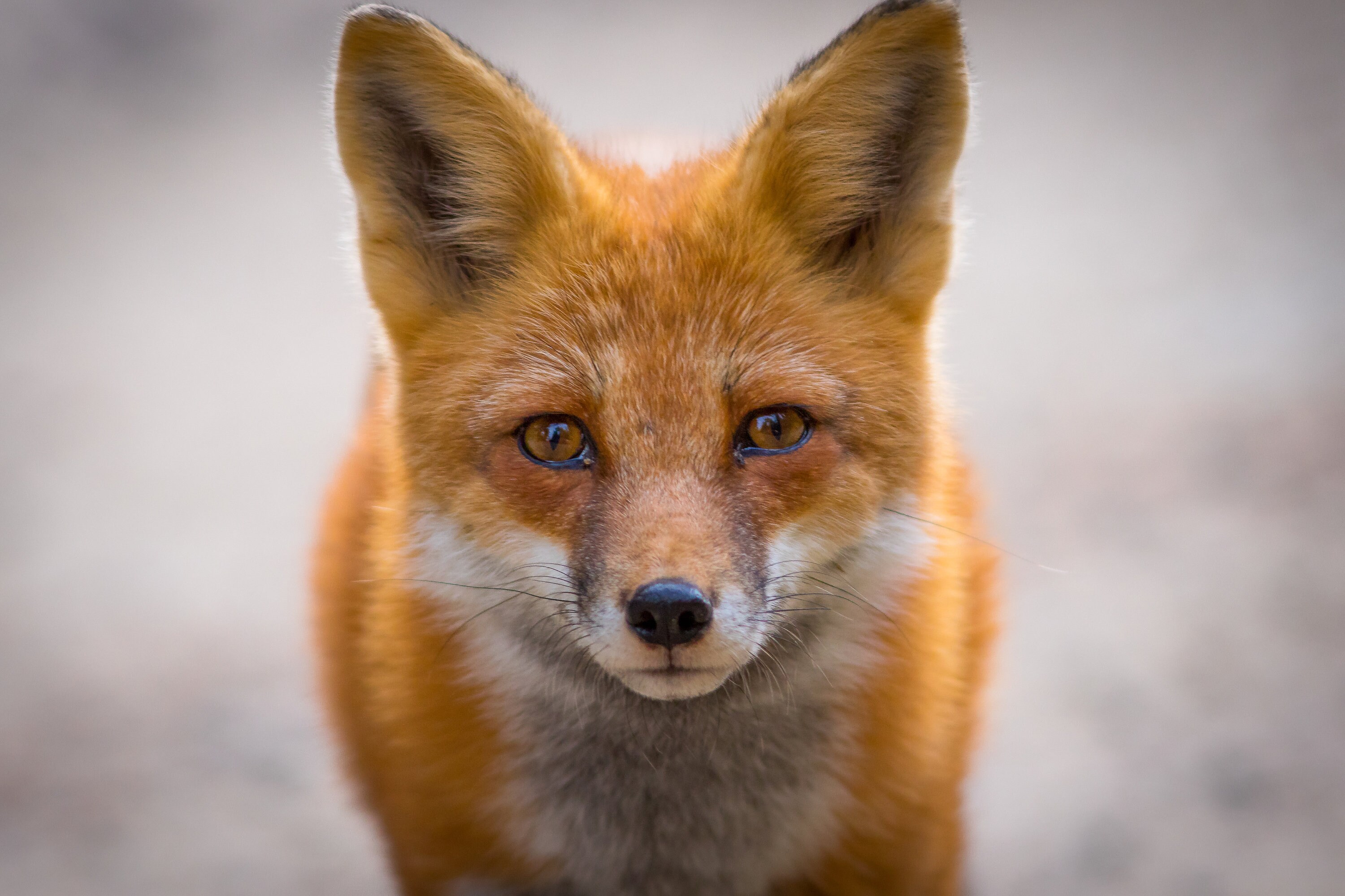 Fox Print / Picture / Fox Photograph / Red Fox / Fox Photo / FREE ...