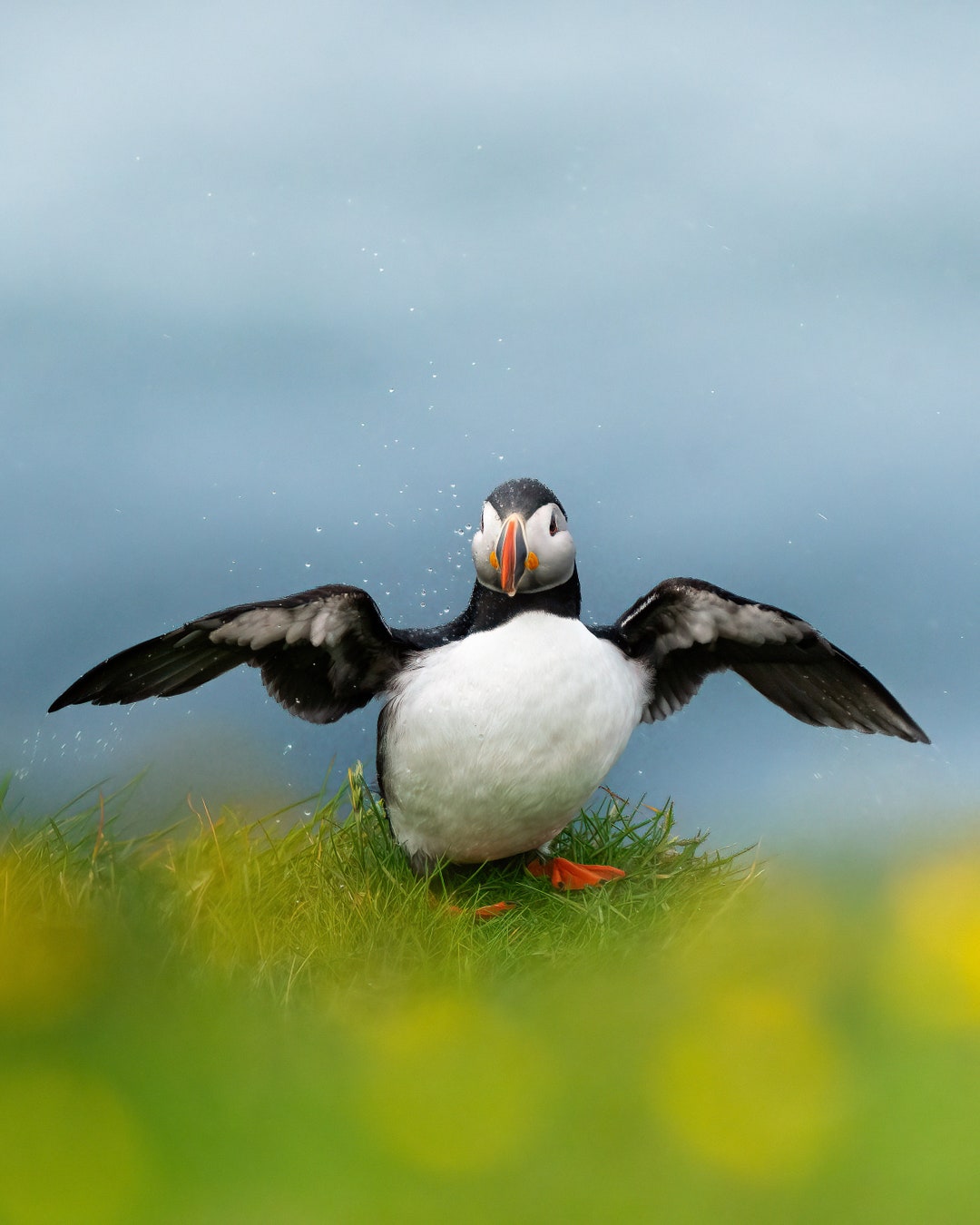 Puffin Photo / Puffin Print / Puffin Photograph / FREE SHIPPING - Etsy
