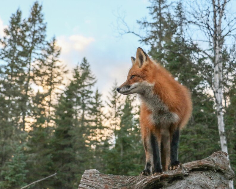 Fox Print / Picture / Fox Photograph / Red Fox / Fox Photo / - Etsy