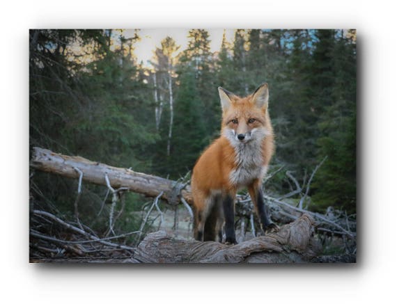 Fox Print / Picture / Fox Photograph / Red Fox / Fox Photo / | Etsy