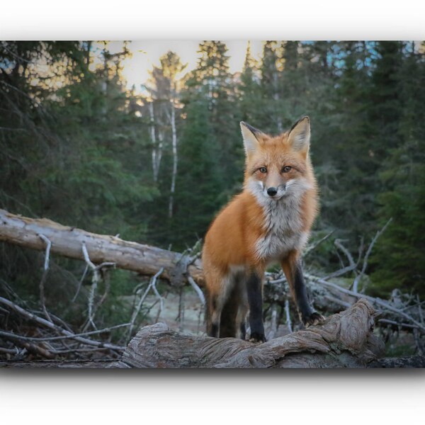 Red Fox Photograph - Etsy