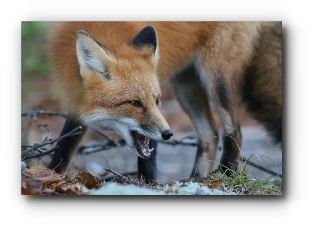 Fox Print / Picture / Fox Photograph / Red Fox / Fox Photo / - Etsy