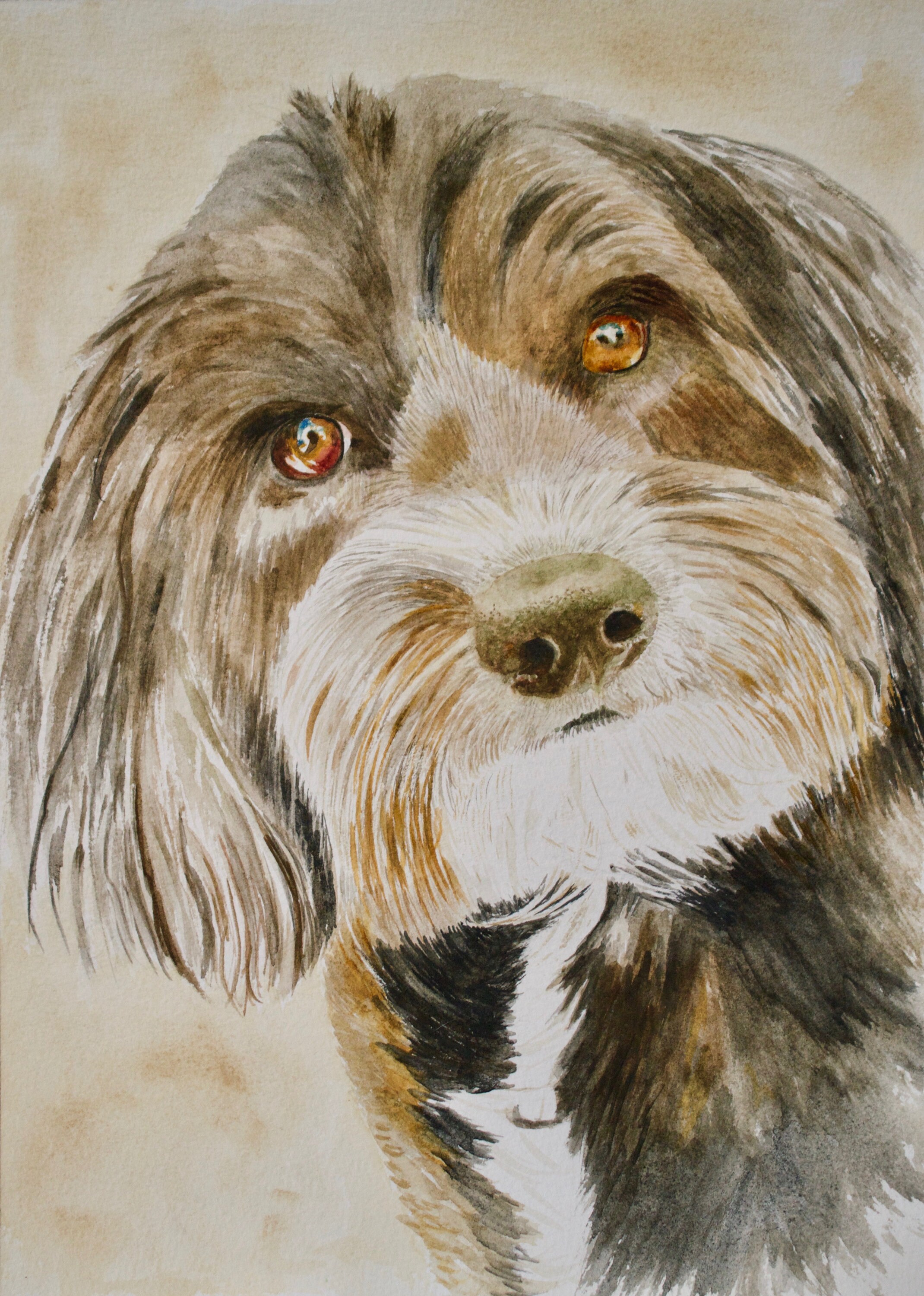 Schnoodle Dog Art Schnoodle Watercolor - Etsy
