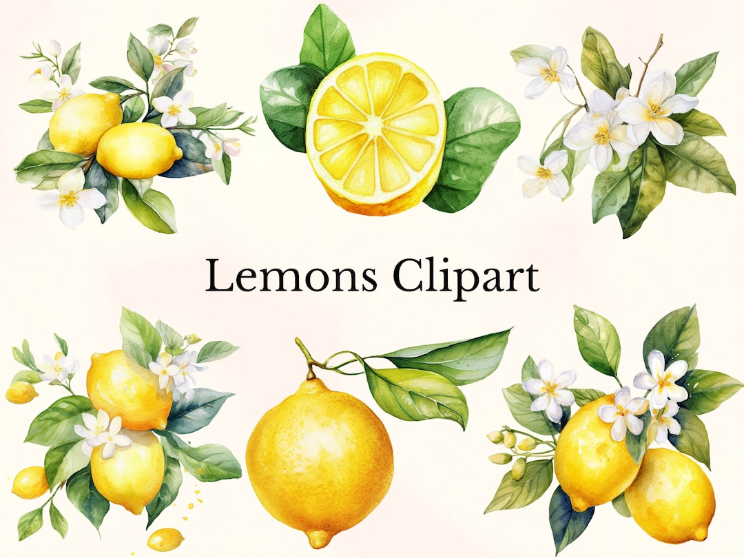 Watercolor Lemons Clipart, Fresh Summer Clipart, Lemon Flower Clipart ...