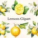Watercolor Lemons Clipart Fresh Summer Clipart Lemon Flower - Etsy