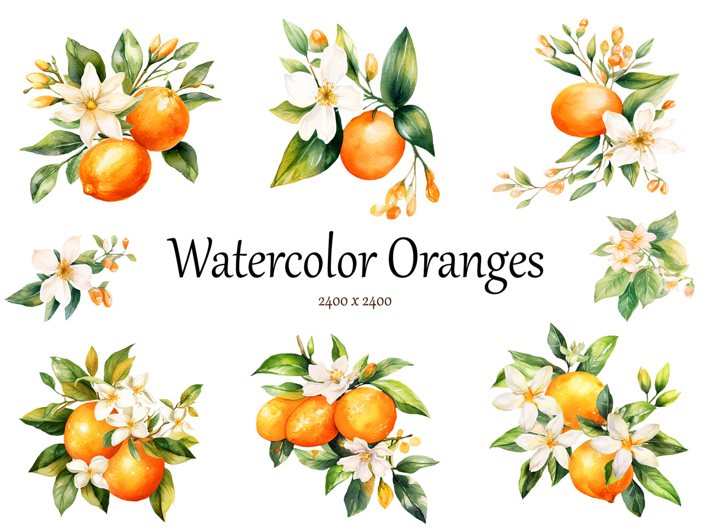 Watercolor Oranges Clipart Watercolor Fruit Clipart - Etsy