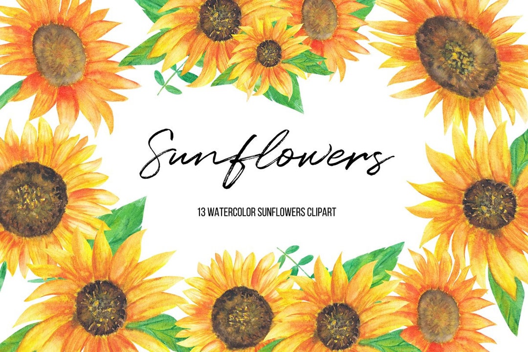 Watercolor Sunflowers Clipart, Sunflower Illustrations, Yellow Flowers ...