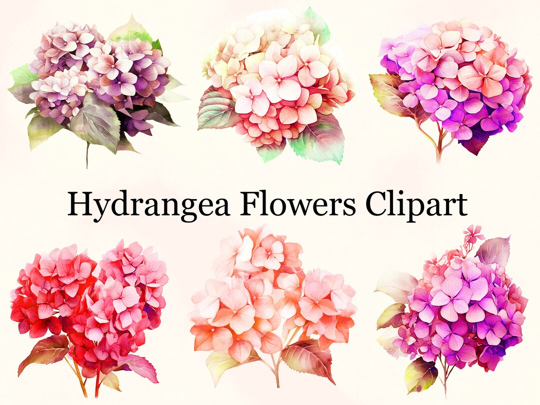 Watercolor Hydrangea Clipart: Pastel Floral Set (PNG Files) - Etsy