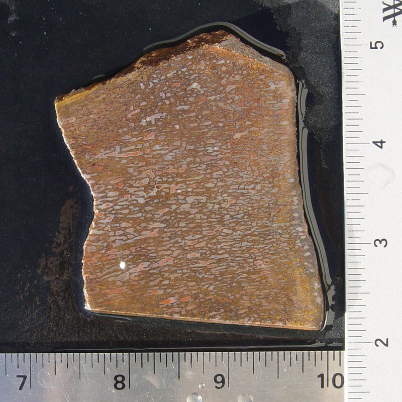 Lapidary Slab Dinosaur - Etsy