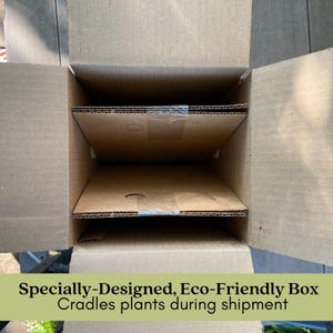 Hosta Francee | Two Live Plants | Non-gmo, Shade Perennial - Etsy