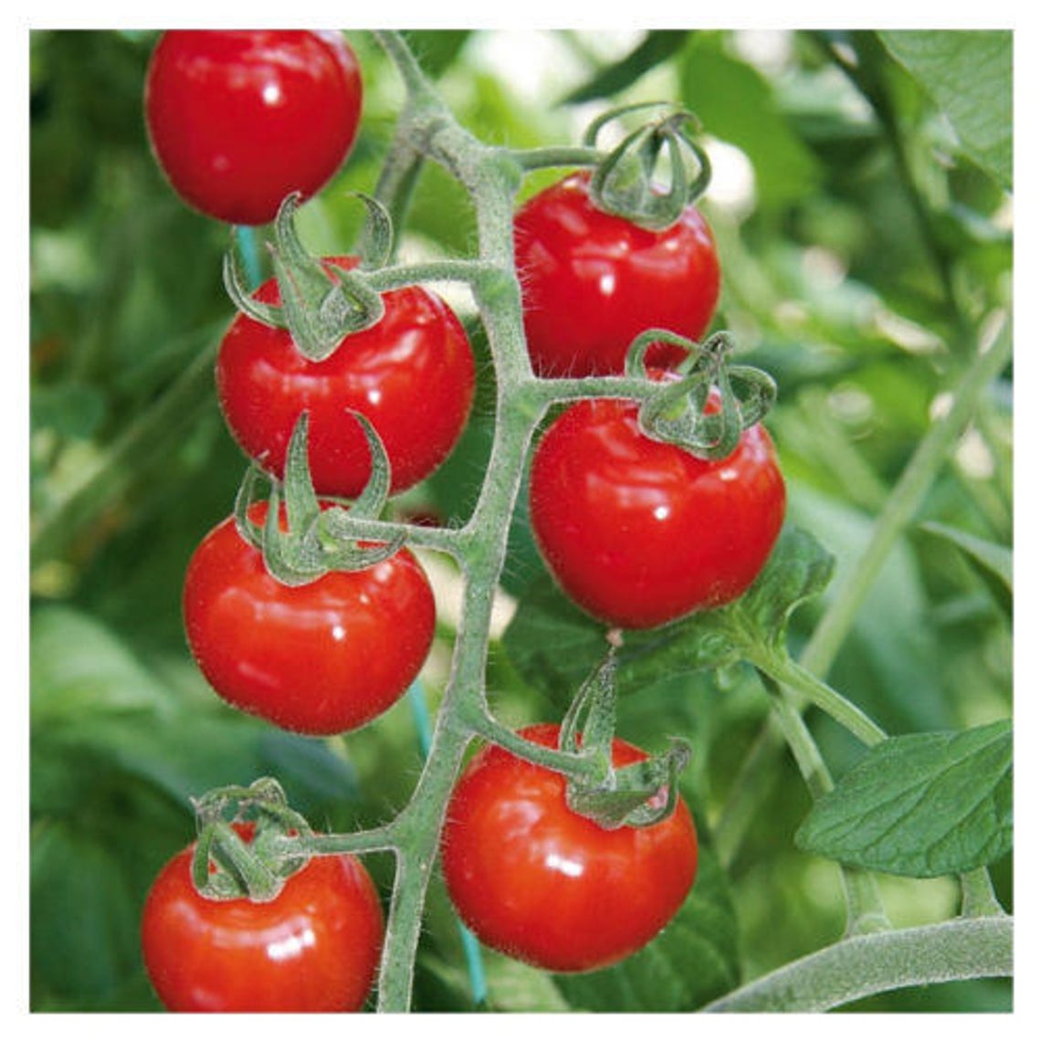 Two Live Plants Tomatoberry Tomato Plant 5 Inch to 7 Inch Tall in 3.5 ...