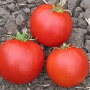 Two 2 Live Plants Wisconsin 55 Tomato Plant 5 Inch to 7 Inch Tall in 3. ...