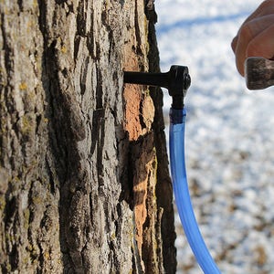 Kids Maple Tree Tapping Kit - Taps & Tubes Method - Fun and Educational ...