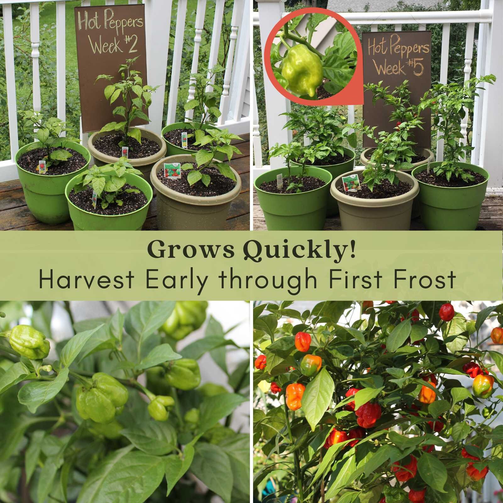 Serrano Hot Pepper Plants | Two Live Plants | Non-gmo, 20K SHU, Small ...