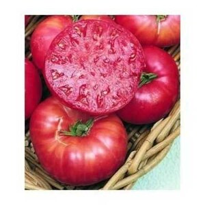 Brandywine Pink Tomato Plants | Two Live Garden Plants | Non-gmo, Amish ...