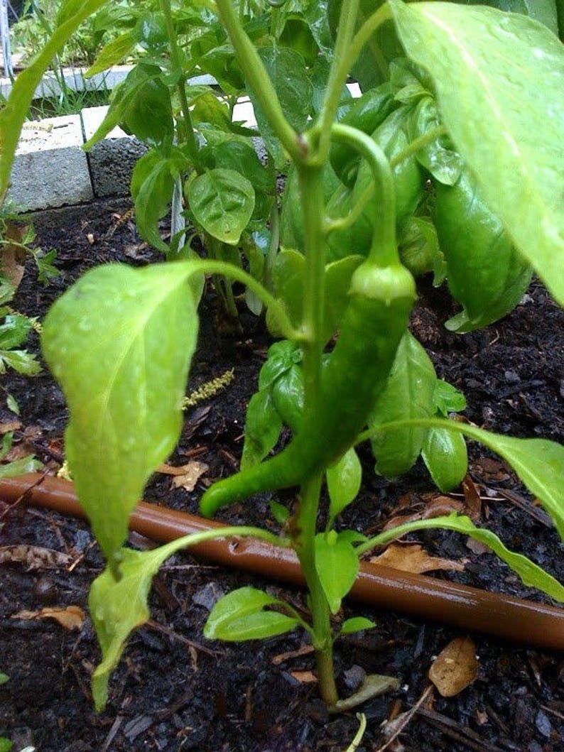 Two Live Plants Garden Salsa Pepper Plant NON-GMO 4 Inch to 7 - Etsy