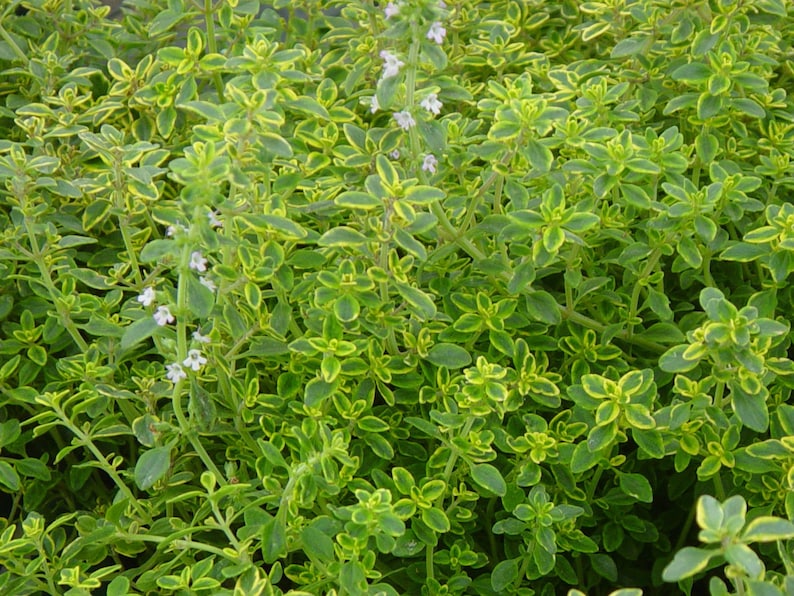 Two 2 Live Plants Golden Lemon Thyme Plant Each 4 Inches to 7 - Etsy