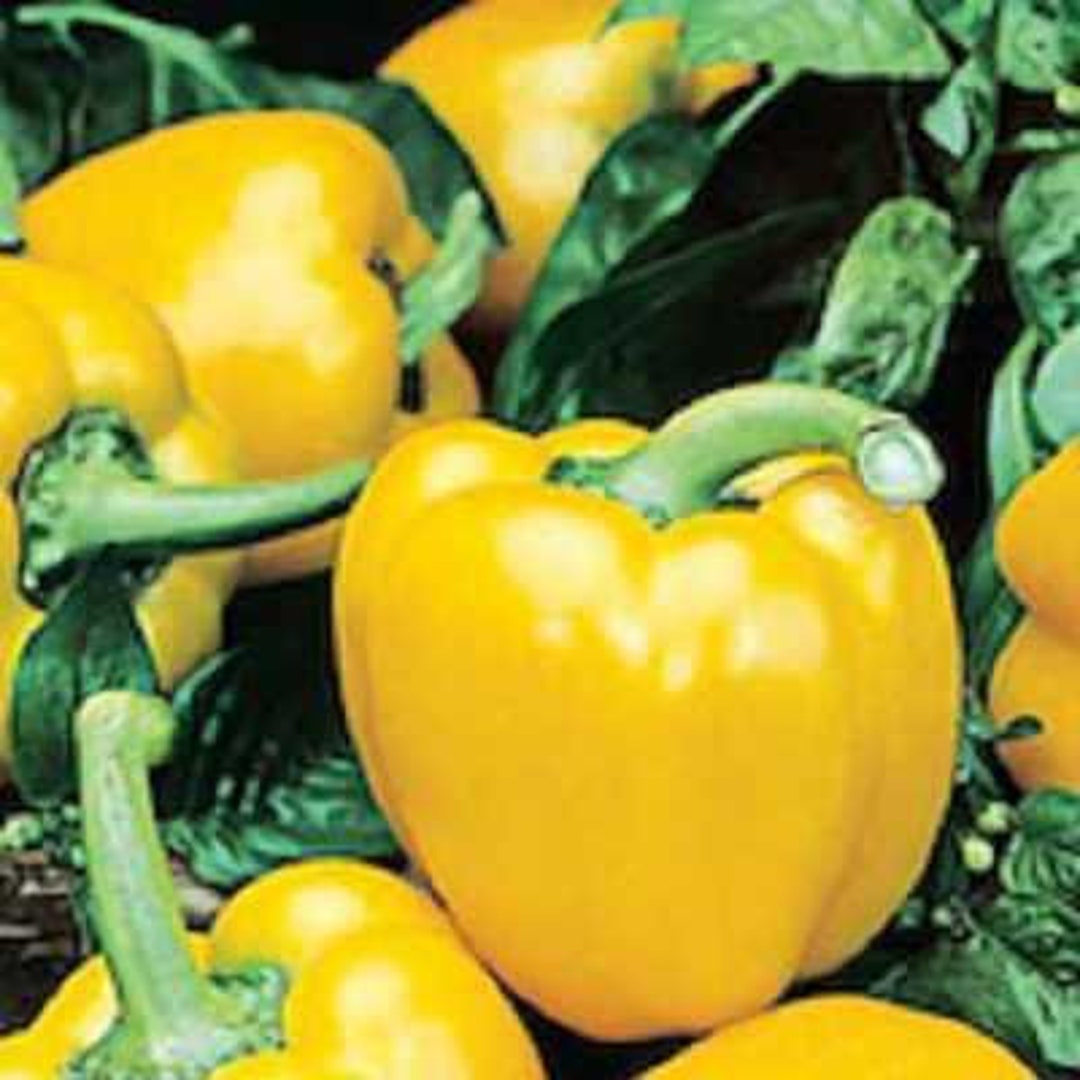 Golden California Wonder Bell | Two Live Pepper Plants | Non GMO, Sweet ...