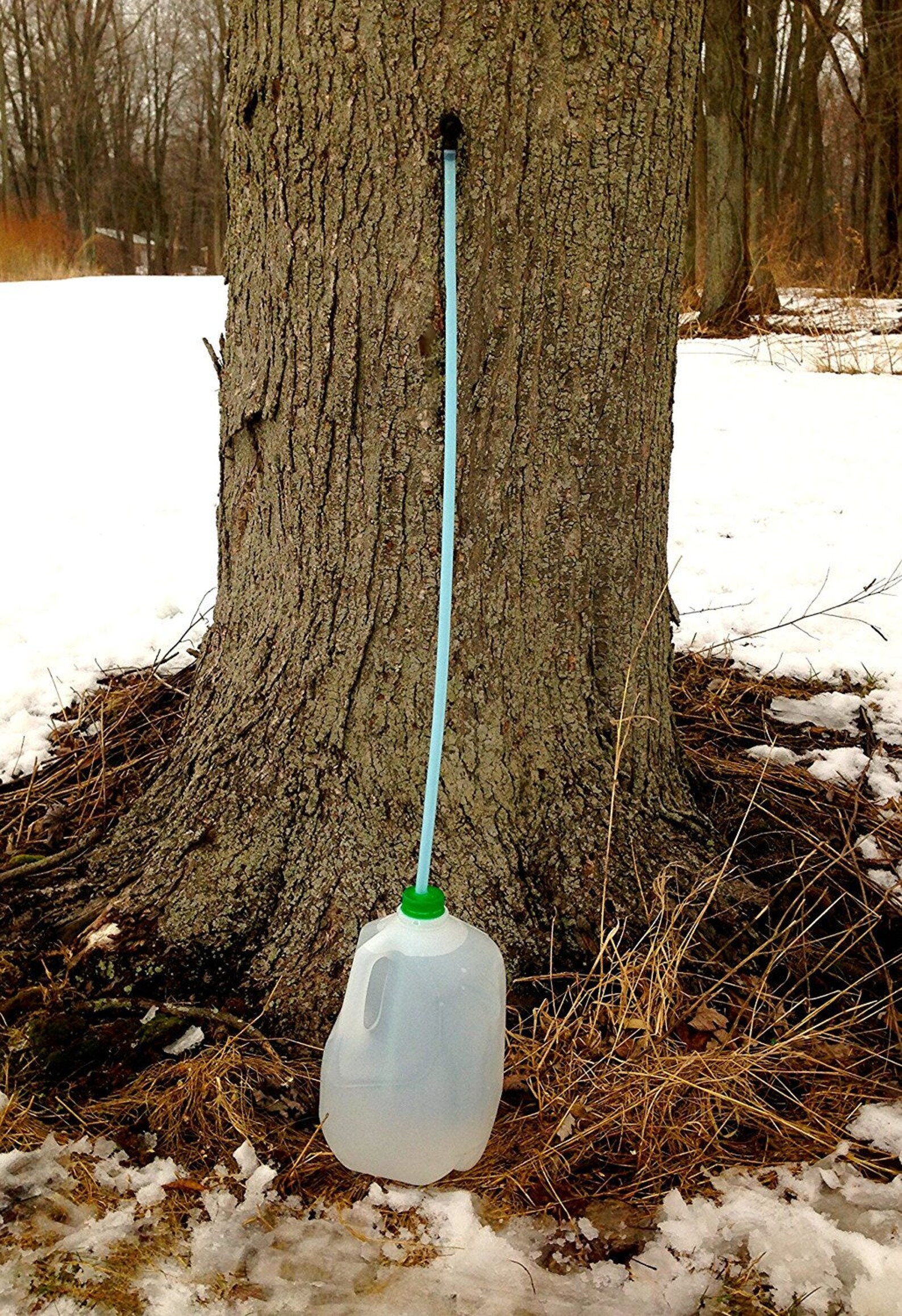 Kids Maple Tree Tapping Kit Taps & Tubes Method Fun and - Etsy
