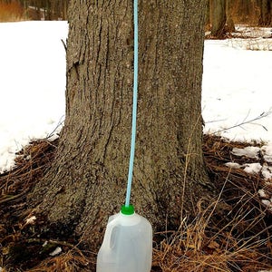 Kids Maple Tree Tapping Kit - Taps & Tubes Method - Fun and Educational ...