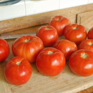 Two Live Plants Pink Girl Tomato Plant NON-GMO 5 Inch to 7 Inch Tall in ...