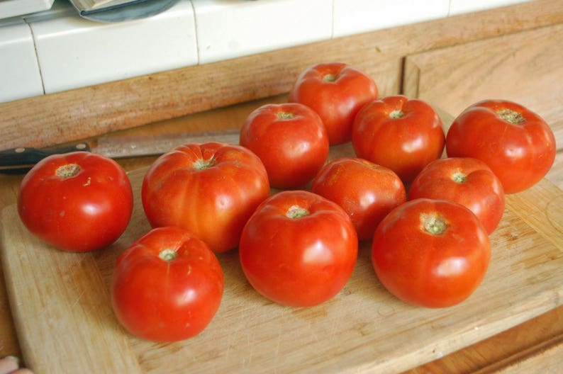 Two Live Plants Pink Girl Tomato Plant NON-GMO 5 Inch to 7 | Etsy