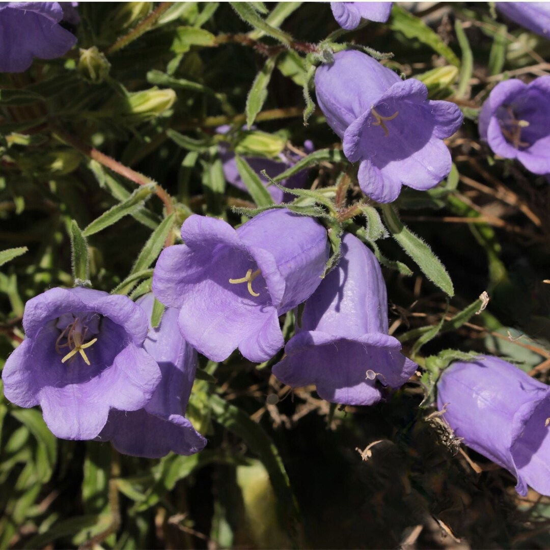 Campanula (bellflower) Rapido Blue | Two Live Perennial Plants | Non ...