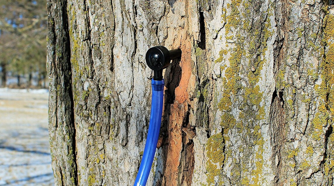 Kids Maple Tree Tapping Kit - Taps & Tubes Method - Fun and Educational ...