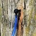 Kids Maple Tree Tapping Kit - Taps & Tubes Method - Fun and Educational ...
