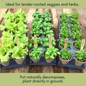 Picklers, Canners & Salsa Grow Kit | 500 Seeds, 20 Varieties + 60 ...
