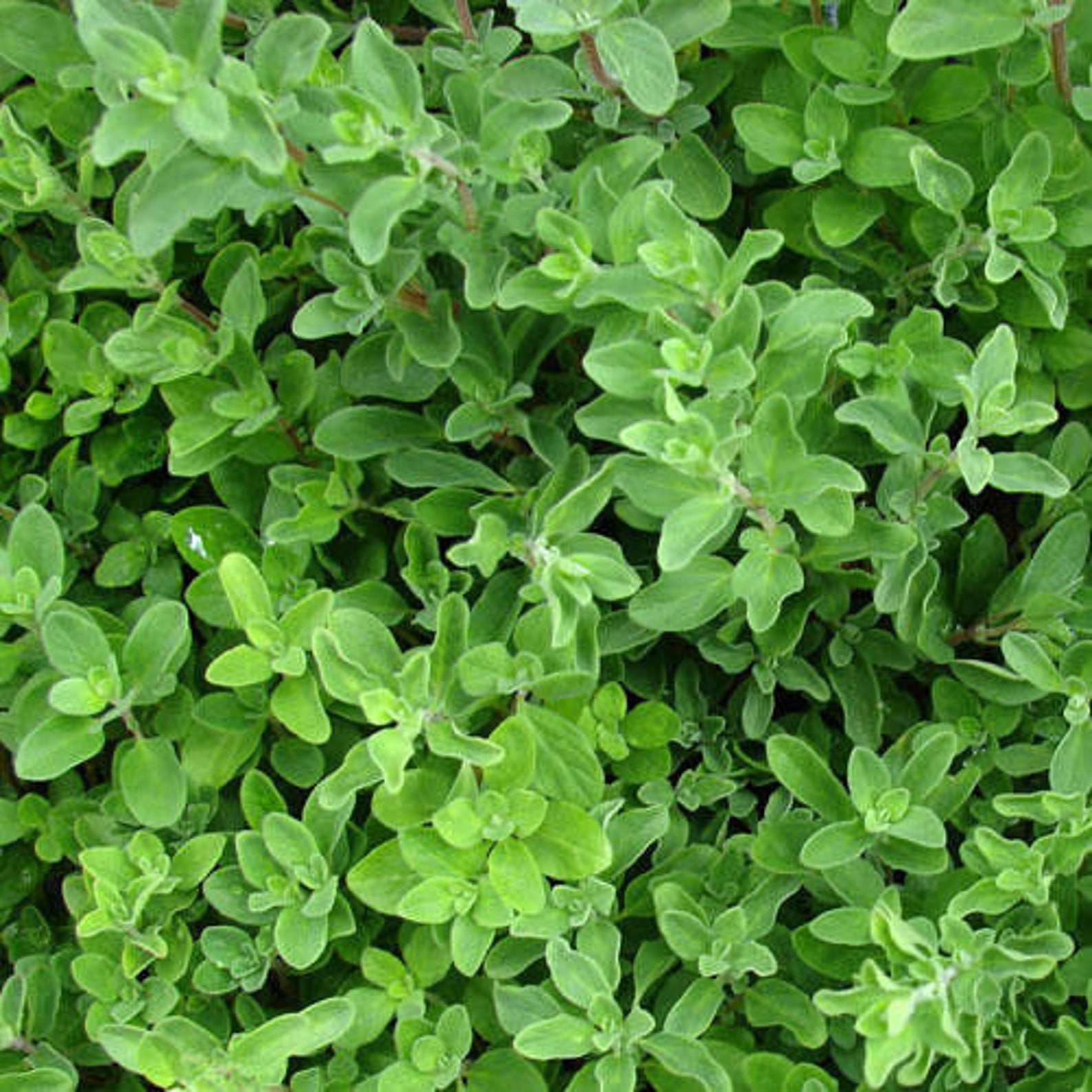 Two Live Plants Sweet Marjoram Plant 4 Inch To 7 Inch Tall In Etsy