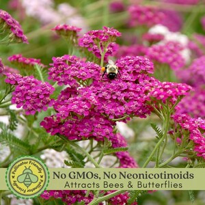 Yarrow "cerise Queen" (achillea) Plants | Two Live Plants | Non-gmo ...