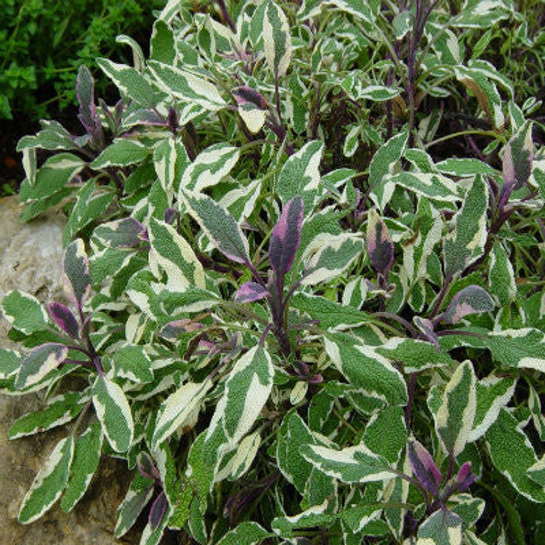 Tricolor Sage Herb Plants | Two Live Garden Plants | Non-gmo, Aromatic ...