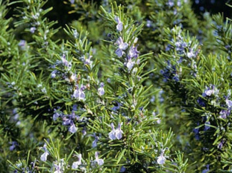 Two 2 Live Plants Upright Rosemary Plant Each 4 7 Inches Tall - Etsy