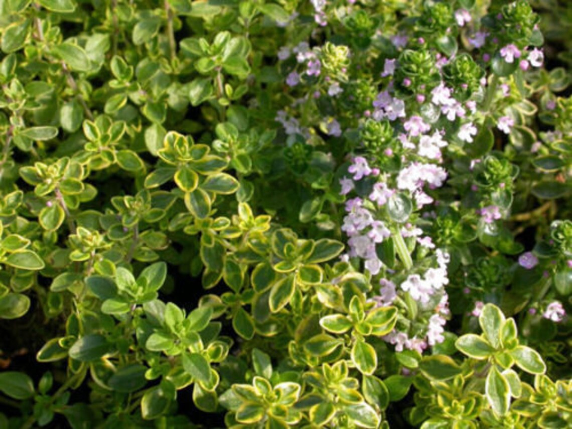 Two 2 Live Plants Golden Lemon Thyme Plant Each 4 Inches to 7 | Etsy