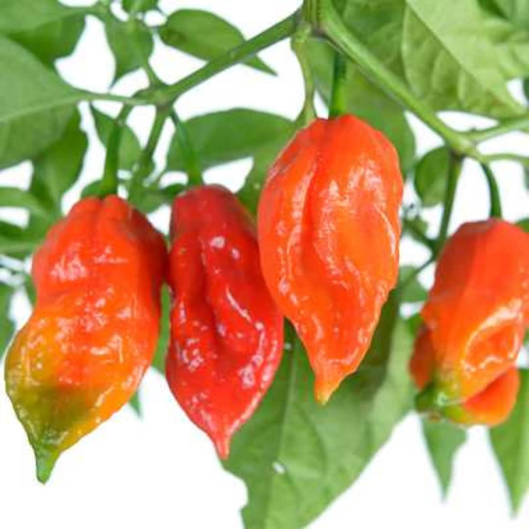Ghost Bhut Jolokia Pepper | Two Live Plants | Non-gmo, High Yield, 900K ...