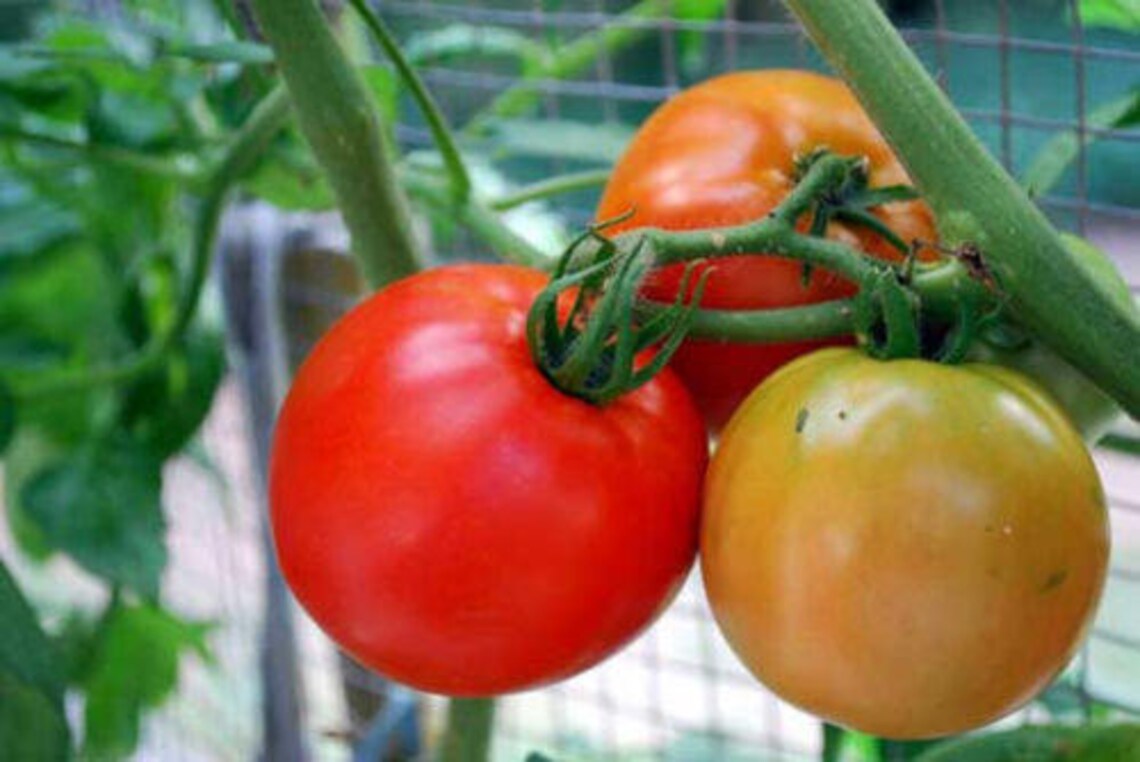 Two Live Plants Better Boy Tomato Plant 4 Inch to 7 Inch Tall - Etsy