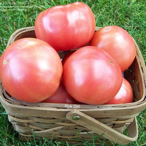 Two Live Plants Pink Girl Tomato Plant NON-GMO 5 Inch to 7 Inch Tall in ...