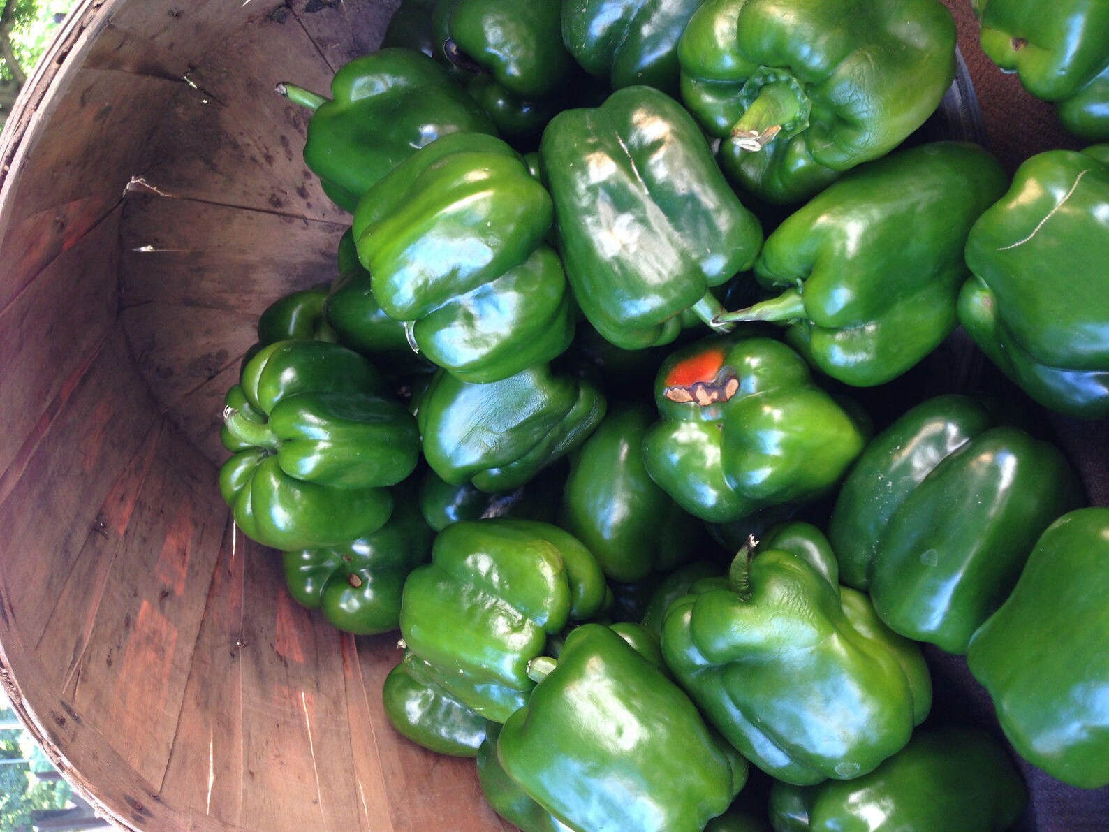 Two 2 Live Plants Whopper Pepper Plant Each 4 Inch to 7 Inch | Etsy