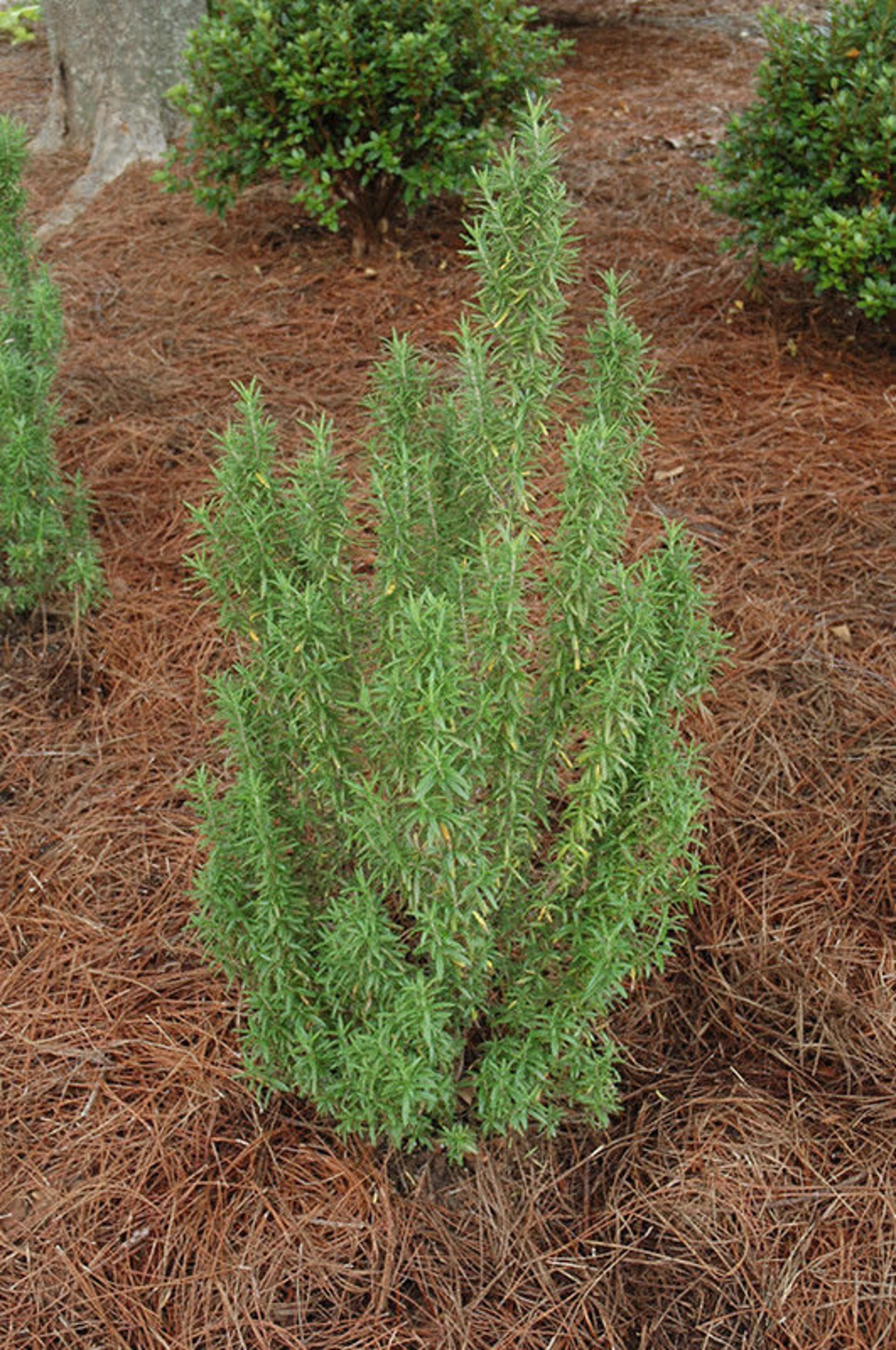 Two 2 Live Plants Upright Rosemary Plant Each 4 -7 Inches Tall in 3.5 ...