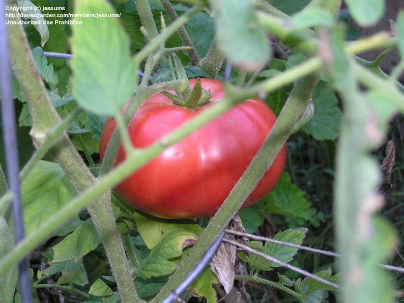 Two Live Plants Pink Girl Tomato Plant NON-GMO 5 Inch to 7 | Etsy