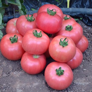 Two Live Plants Pink Girl Tomato Plant NON-GMO 5 Inch to 7 Inch Tall in ...